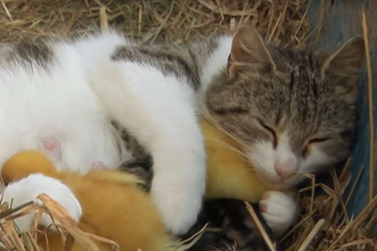Cat cuddles kittens and adopted ducklings - Real English Club